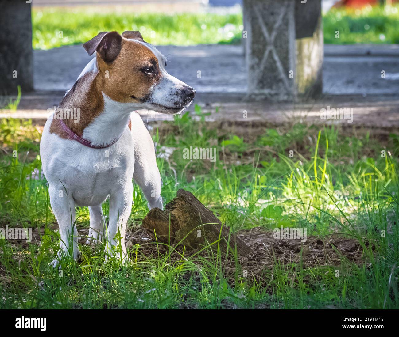 jack russell terrier puppy in the green grass, lovely small size dog ...