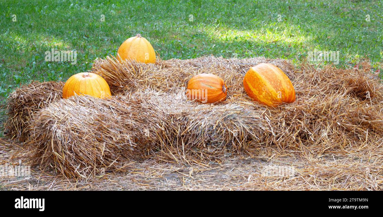 Autumn farm composition of natural group of pumpkins on dry straw and ...
