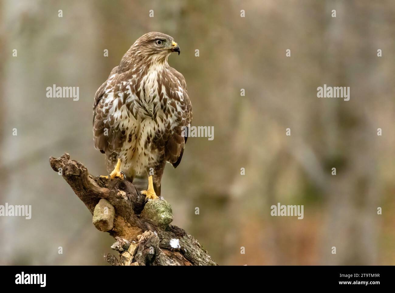 Buzzard, large bird of prey, raptor, hunger, perched on the end of a ...