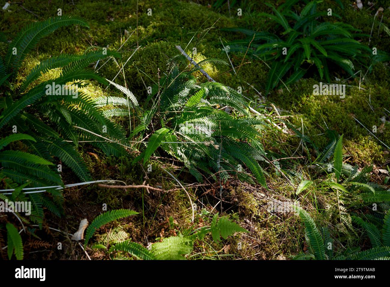 Ferns growing on forest floor hi-res stock photography and images - Alamy