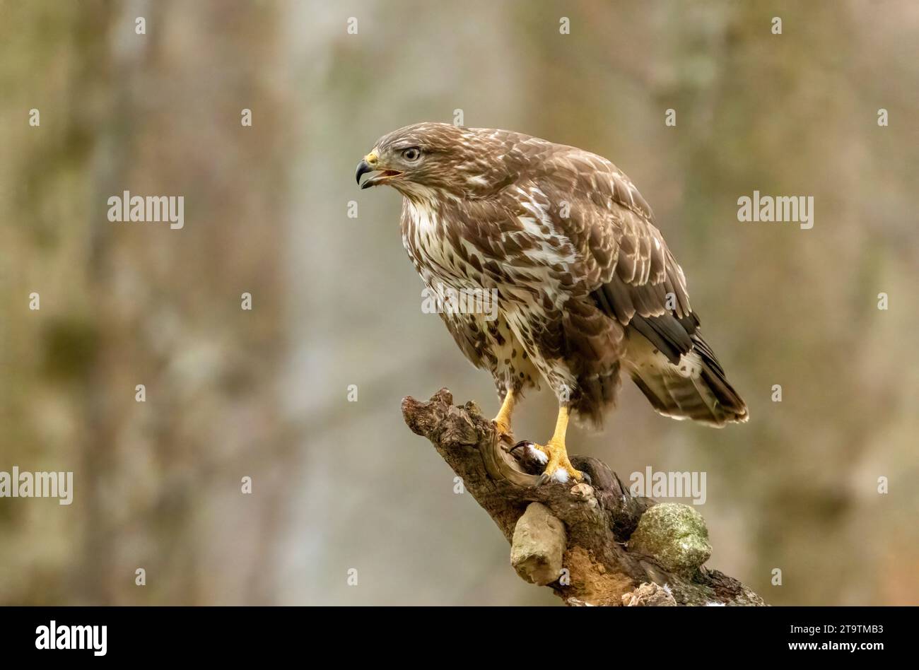 Buzzard, large bird of prey, raptor, hunger, perched on the end of a ...