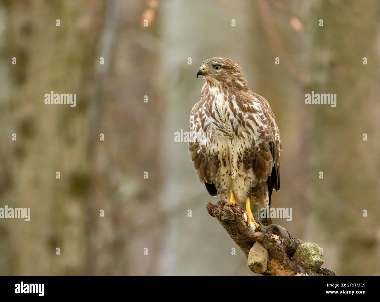 Buzzard, large bird of prey, raptor, hunger, perched on the end of a ...