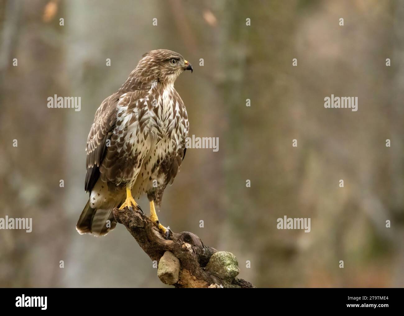 Buzzard, large bird of prey, raptor, hunger, perched on the end of a ...