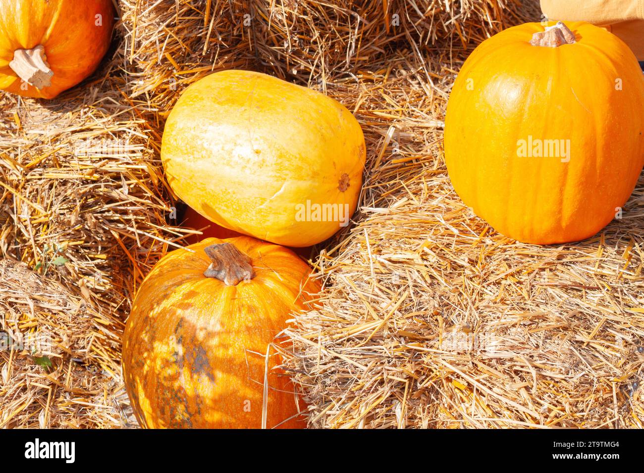 Autumn farm composition of natural group of pumpkins on dry straw and ...