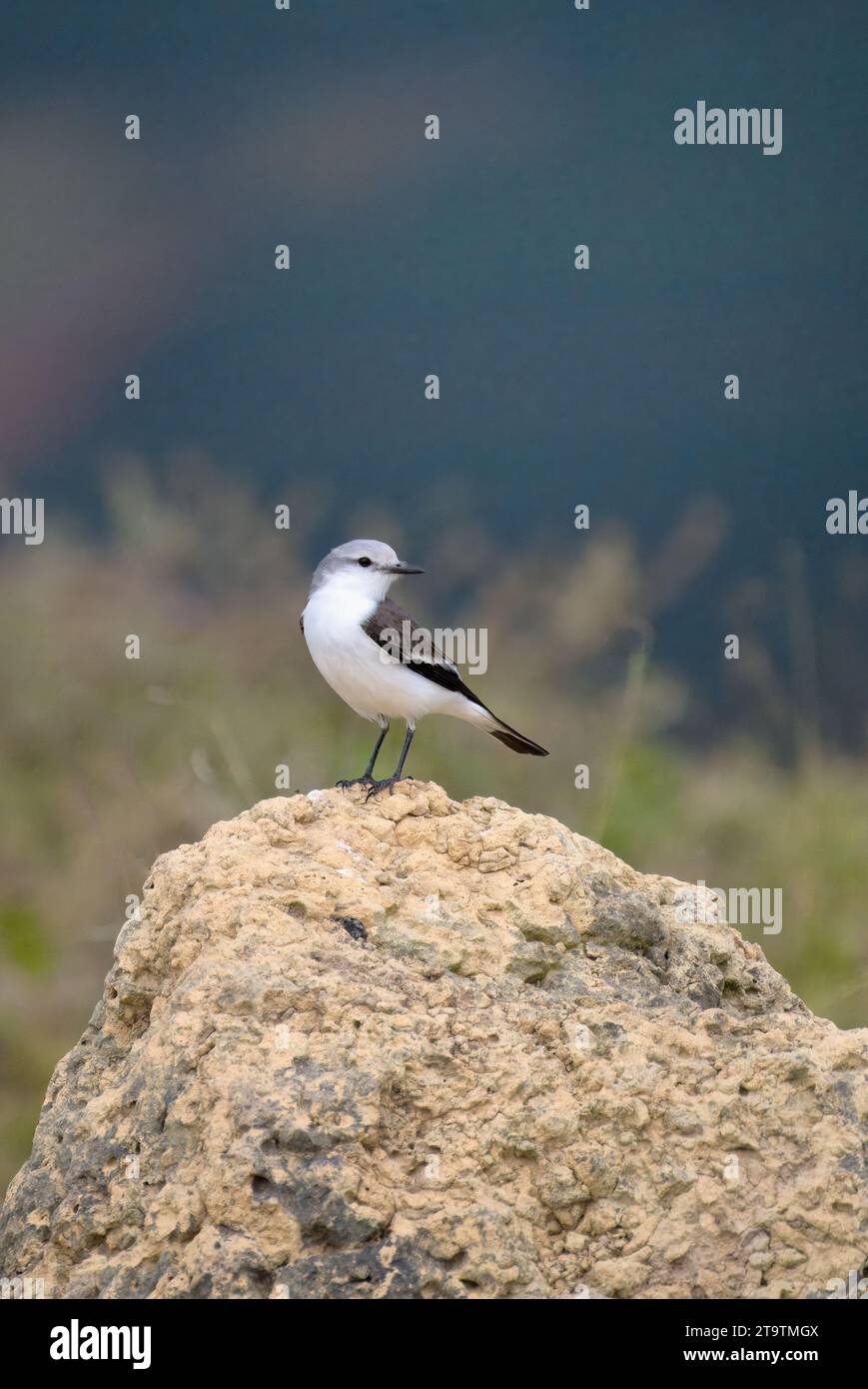 White-rumped Monjita (Xolmis velatus), Serra da Canastra National Park ...