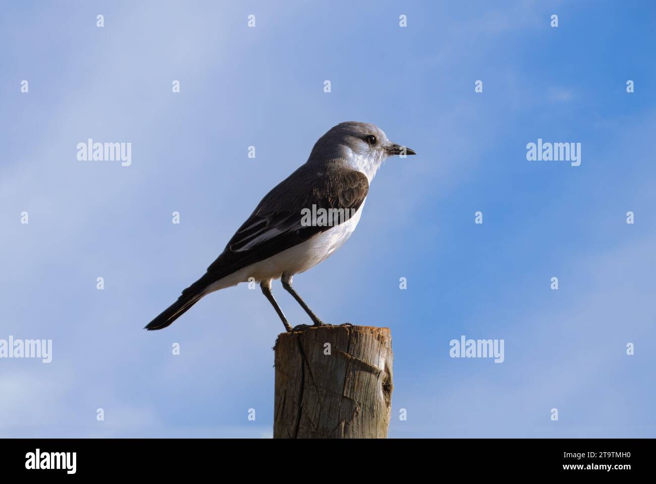 White-rumped Monjita (Xolmis velatus), Serra da Canastra National Park ...
