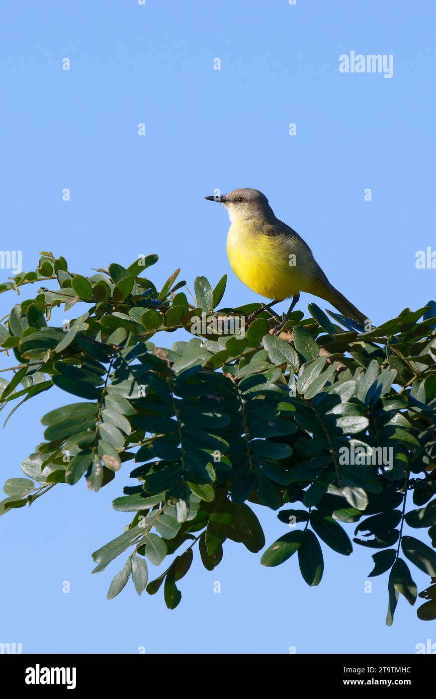 Cattle Tyrant (Machetornis rixosa), Serra da Canastra National Park ...