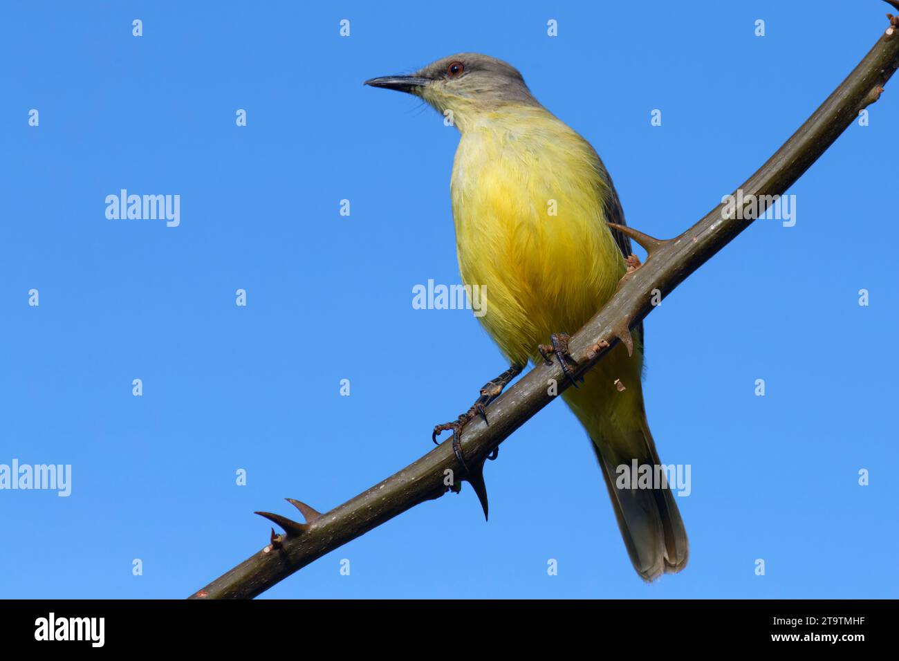 Cattle Tyrant (Machetornis rixosa), Serra da Canastra National Park ...