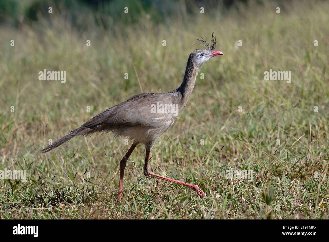 Red-legged Seriema or Crested Seriema (Cariama cristata) running over ...