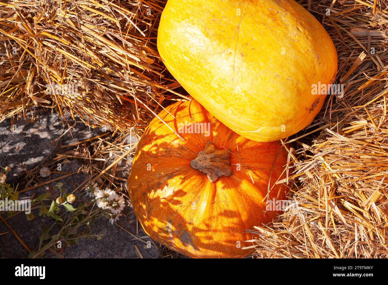 Autumn farm composition of natural group of pumpkins on dry straw and ...