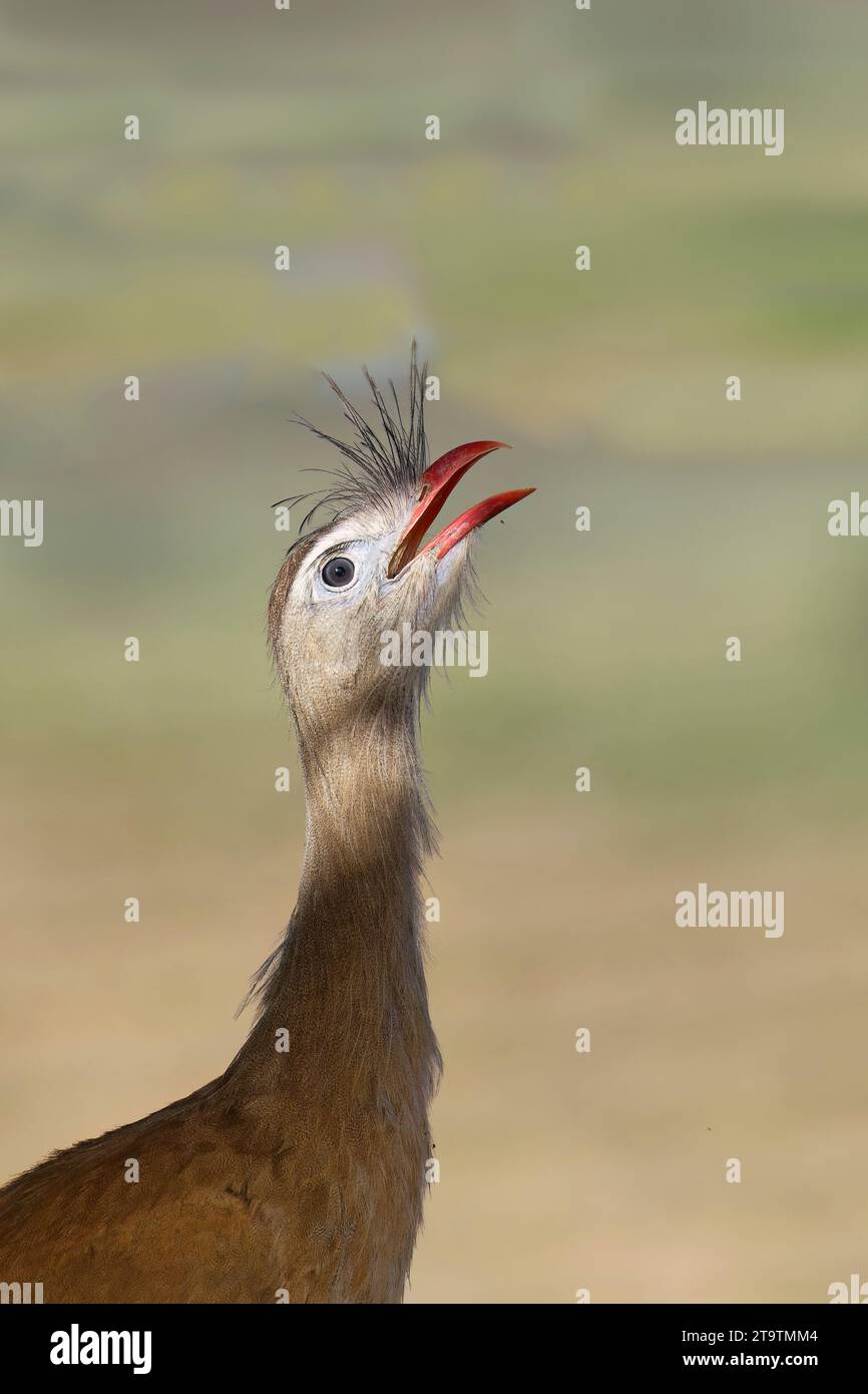 Portrait of a Red-legged Seriema or Crested Seriema (Cariama cristata ...