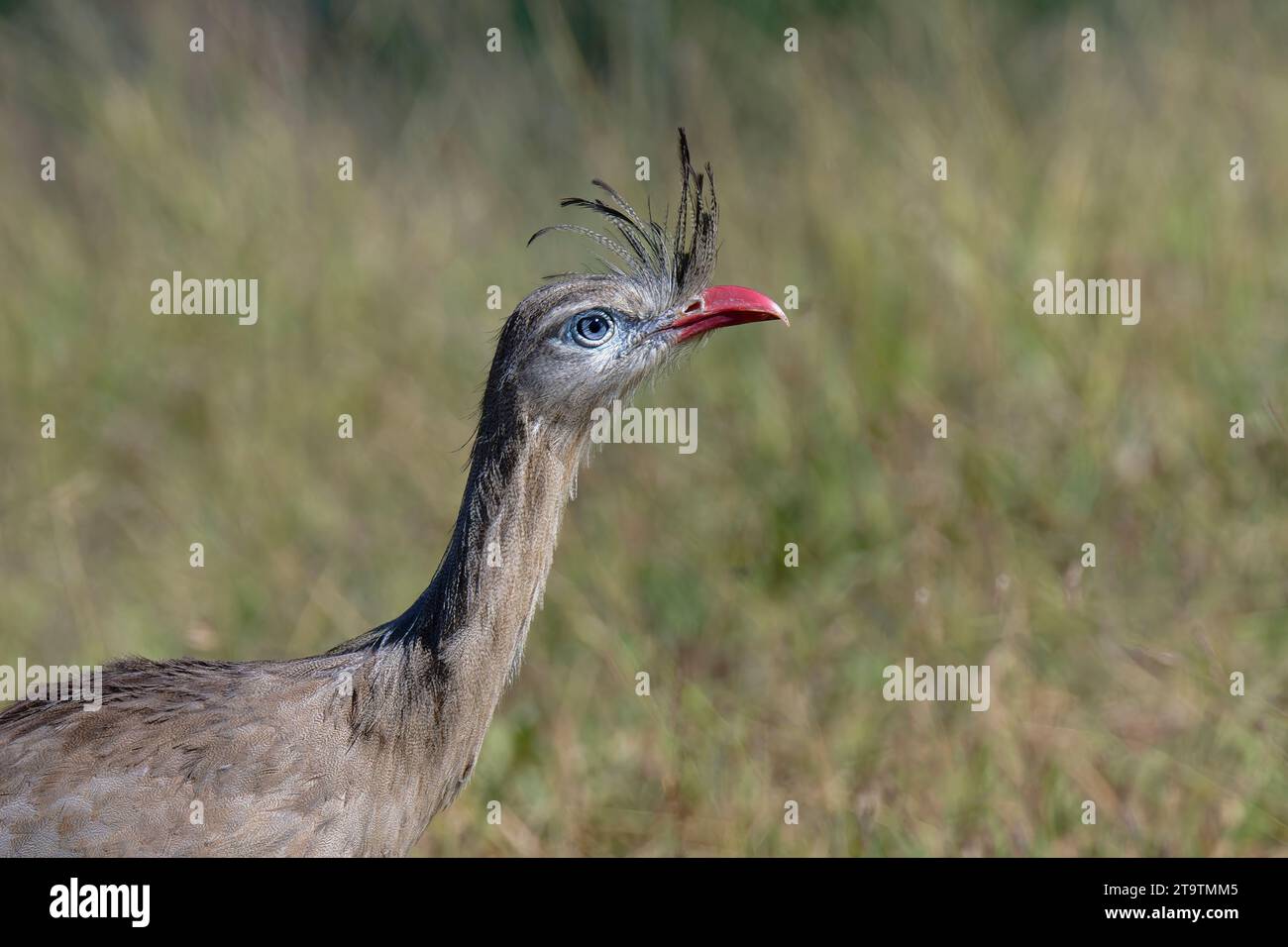Portrait of a Red-legged Seriema or Crested Seriema (Cariama cristata ...