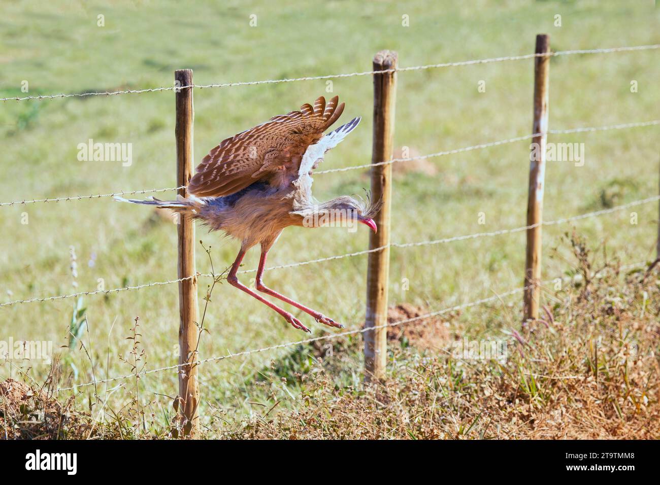 Red-legged Seriema or Crested Seriema (Cariama cristata) flying and ...