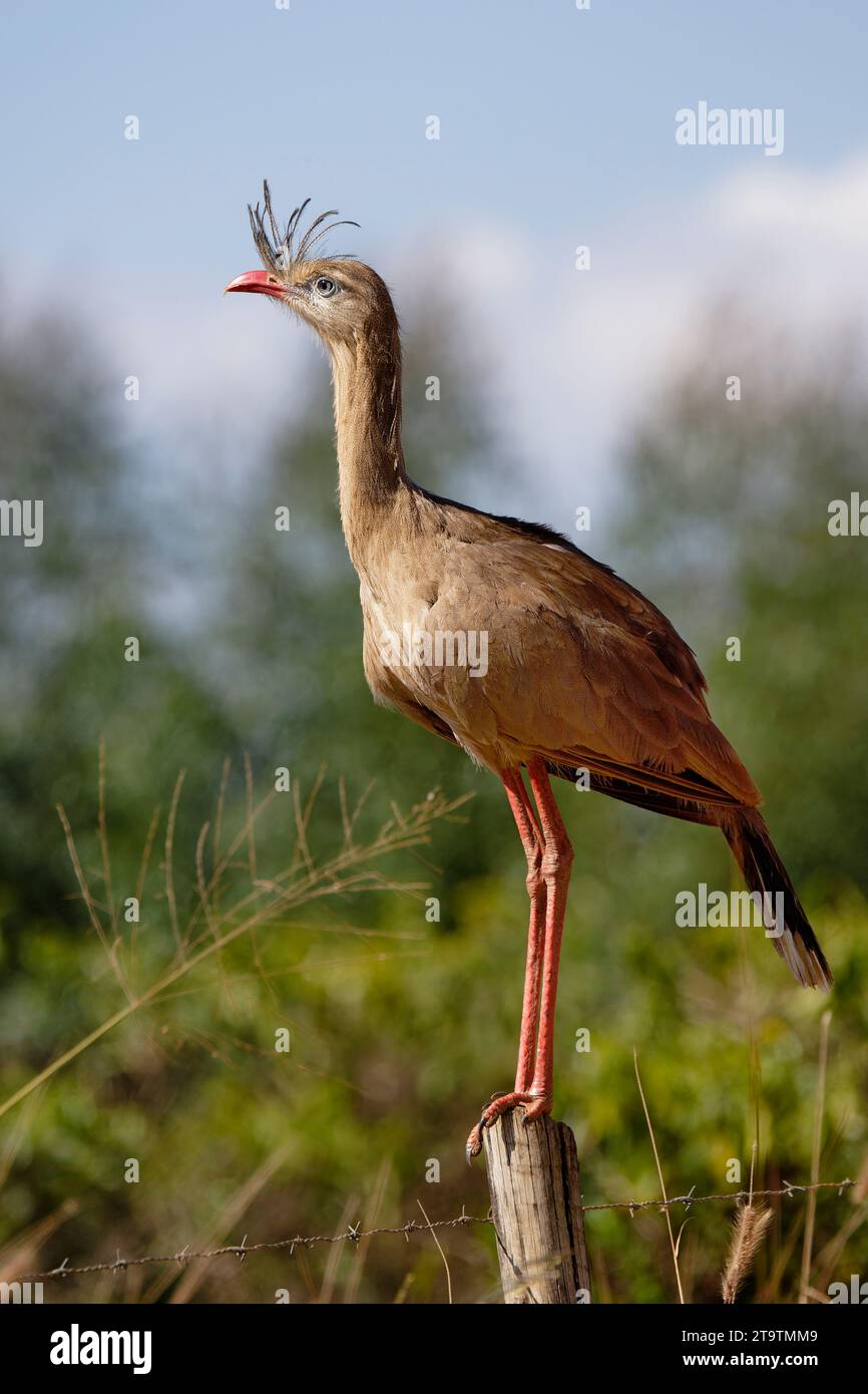 Red-legged Seriema or Crested Seriema (Cariama cristata) standing on a ...