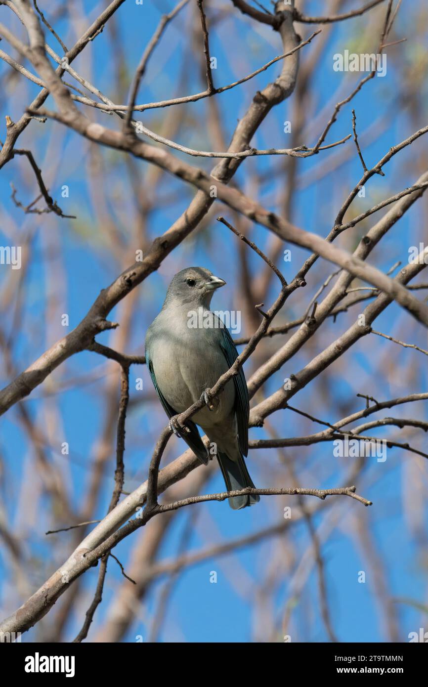 Sayaca Tanager (Thraupis sayaca), Serra da Canastra National Park ...