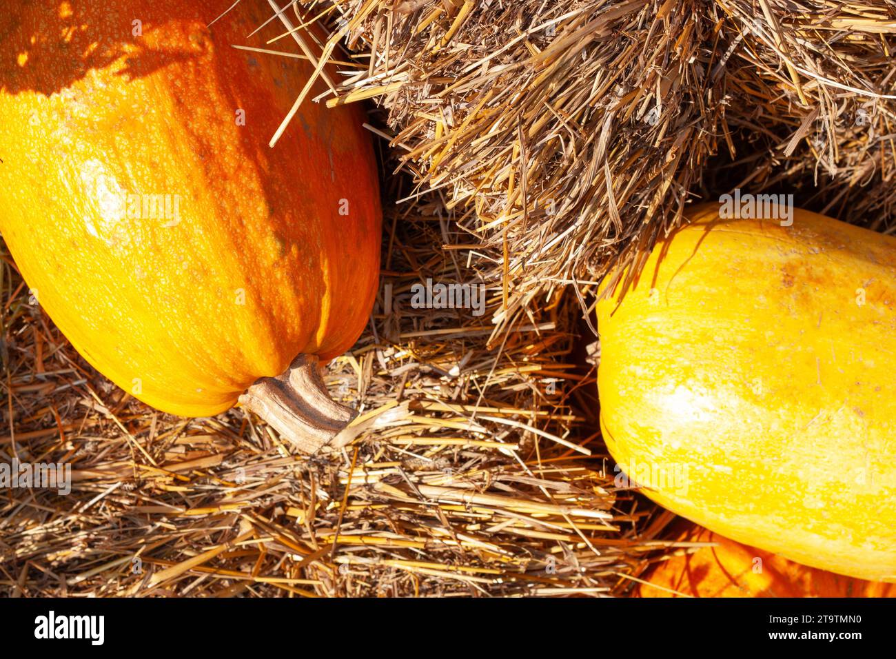 Autumn farm composition of natural group of pumpkins on dry straw and ...