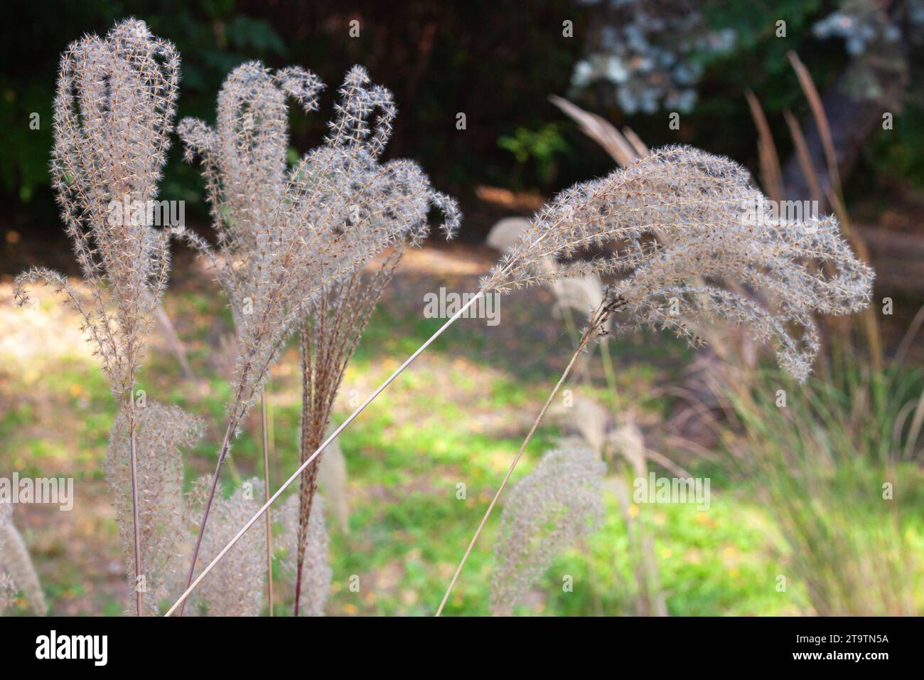Reed Pampas grass, dry reed plant outdoors, green grass background ...