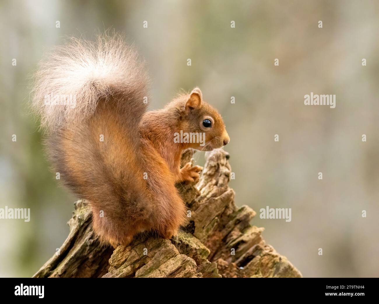 Cute little red squirrel in the scottish woodland searching for nuts to ...