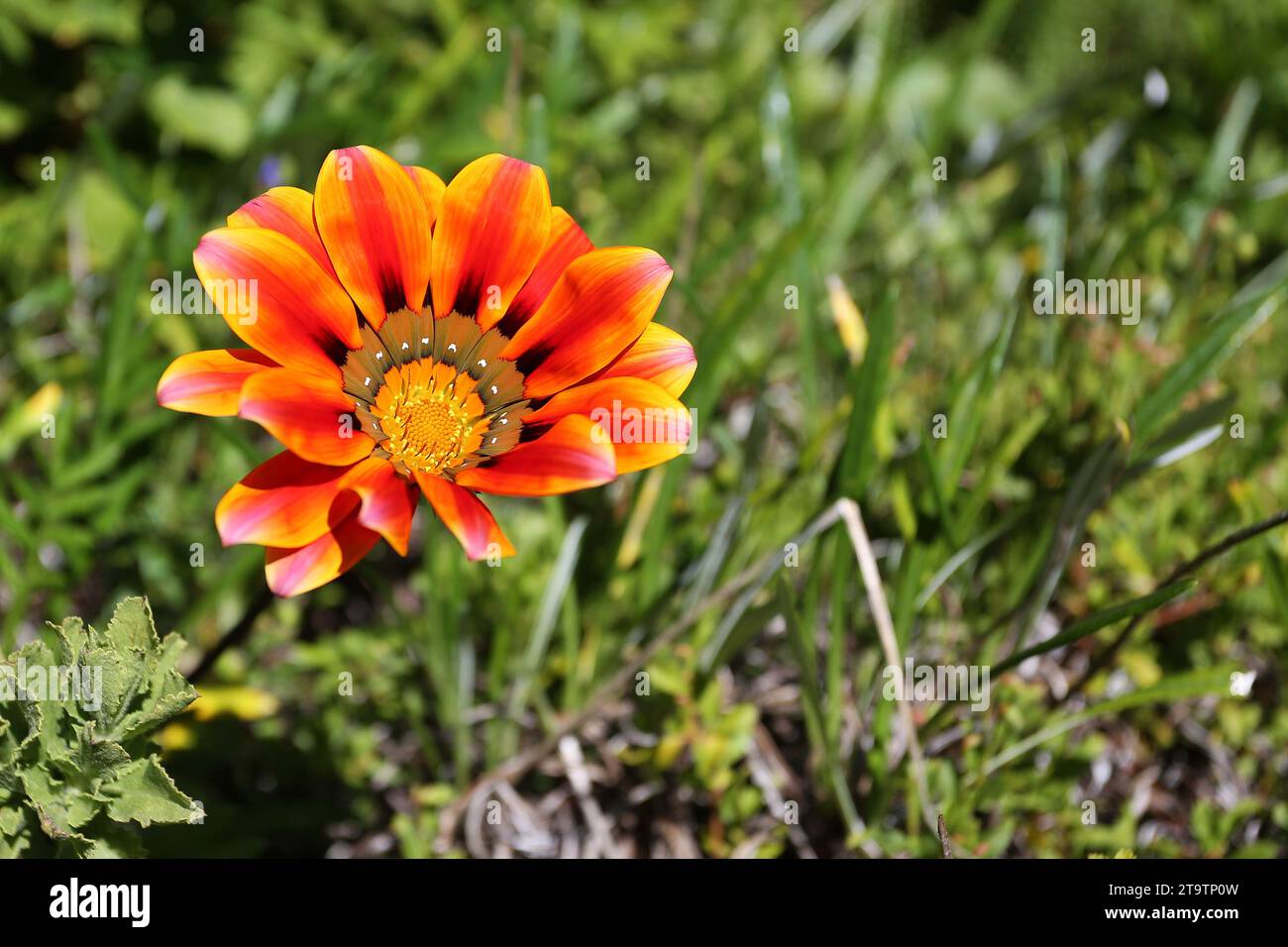 A Flower in full bloom in Kirstenbosch Gardens in Cape Town, South ...