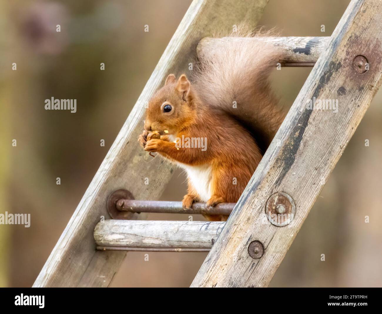 Cute little red squirrel in the scottish woodland searching for nuts to ...