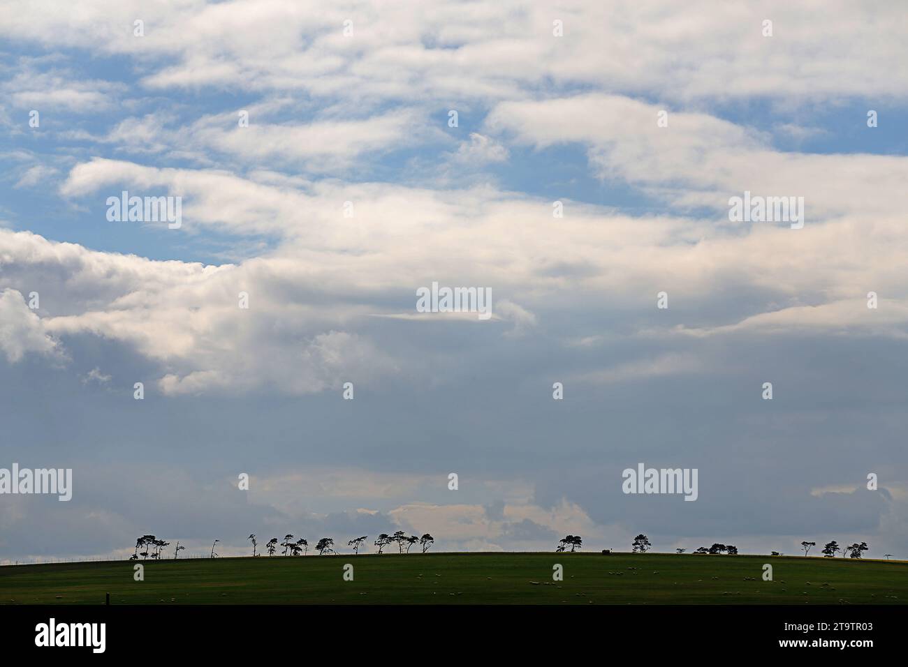 Farmland Trees seen on a hill on the horizon Stock Photo - Alamy