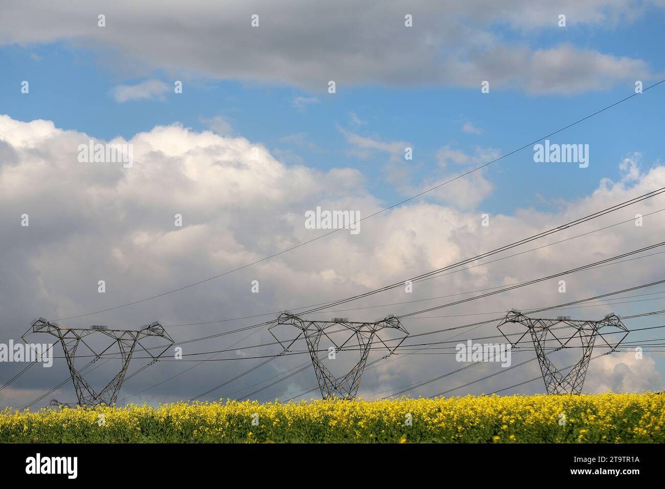 High voltage power lines stick out of a canola field outside Cape Town ...