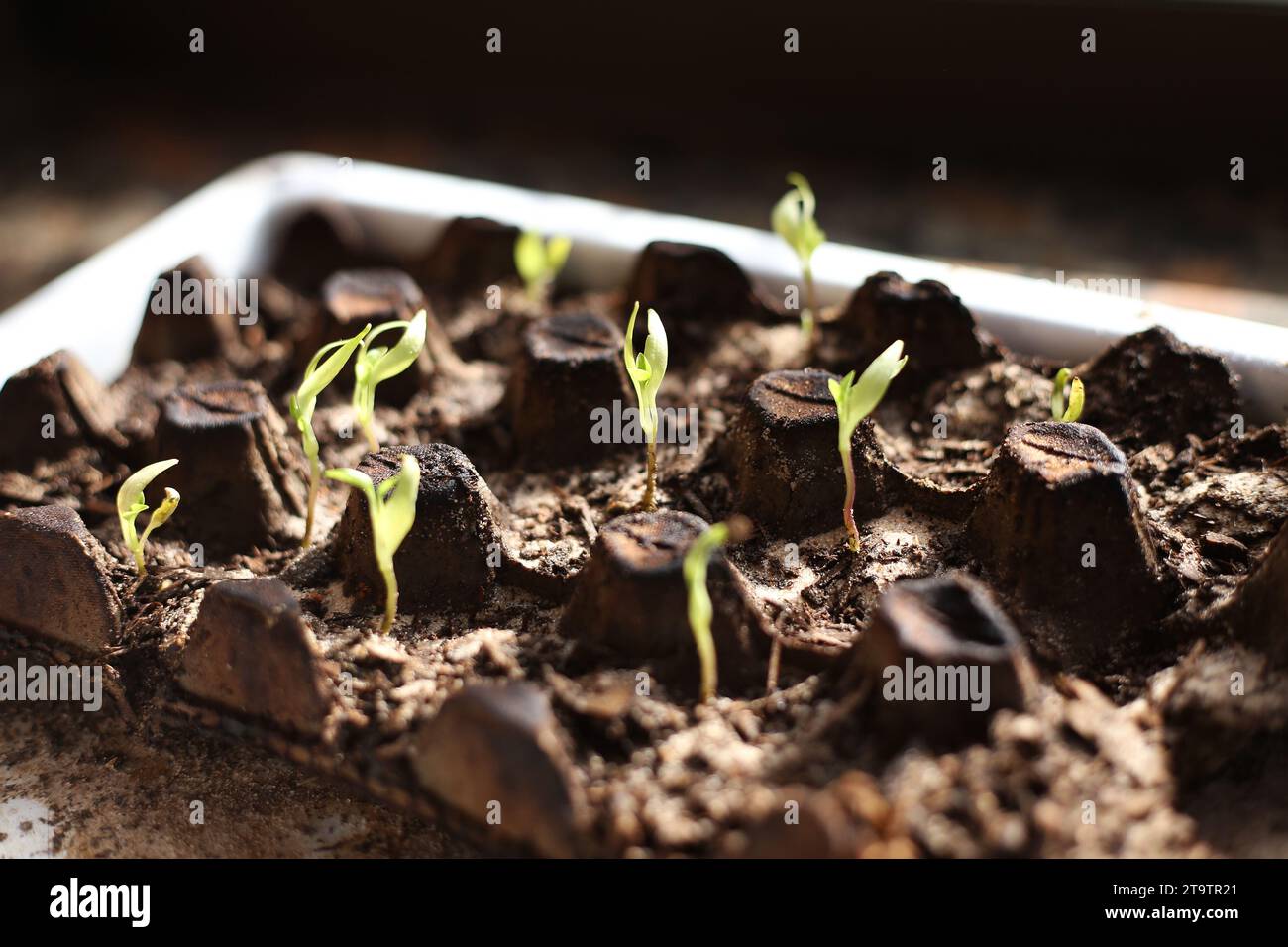 Pepper plants sprouting in an egg carton Stock Photo - Alamy