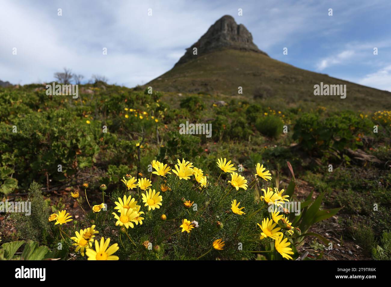 General view of Euryops daisies blooming on the slops of Lions Head in ...