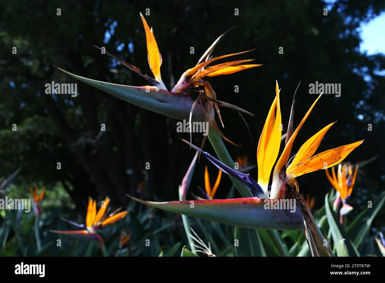 General view of Strelitzia (Strelitzia reginae) in a a botanical garden ...