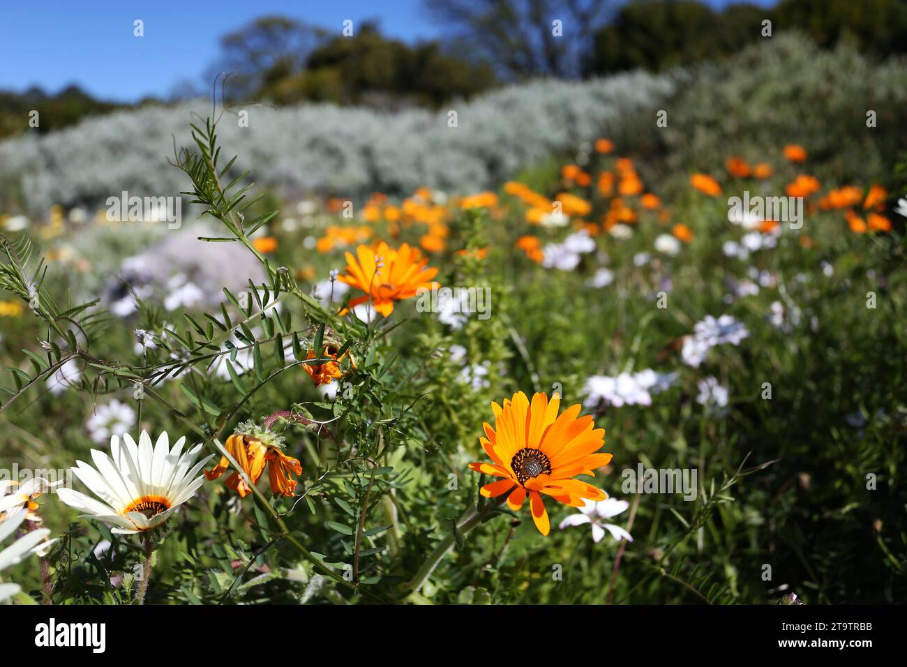 Colourful Flowers blooming in Kirstenbosch Gardens in Cape Town, South ...