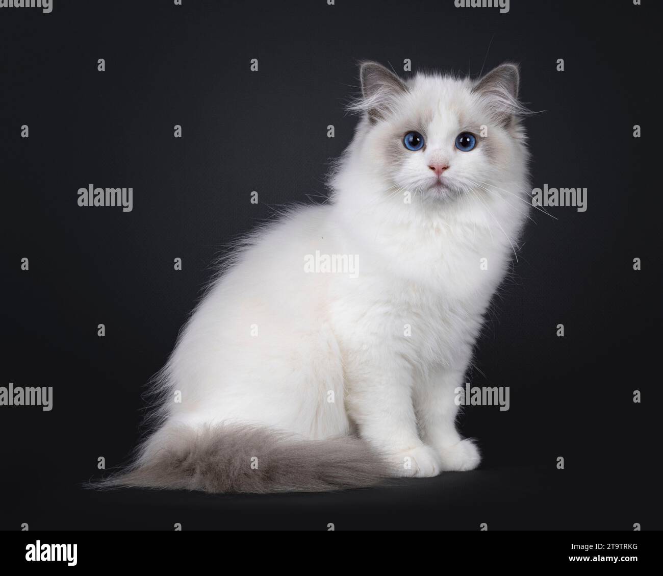 Cute little blue bicolour Ragdoll cat kitten, sitting up side ways ...