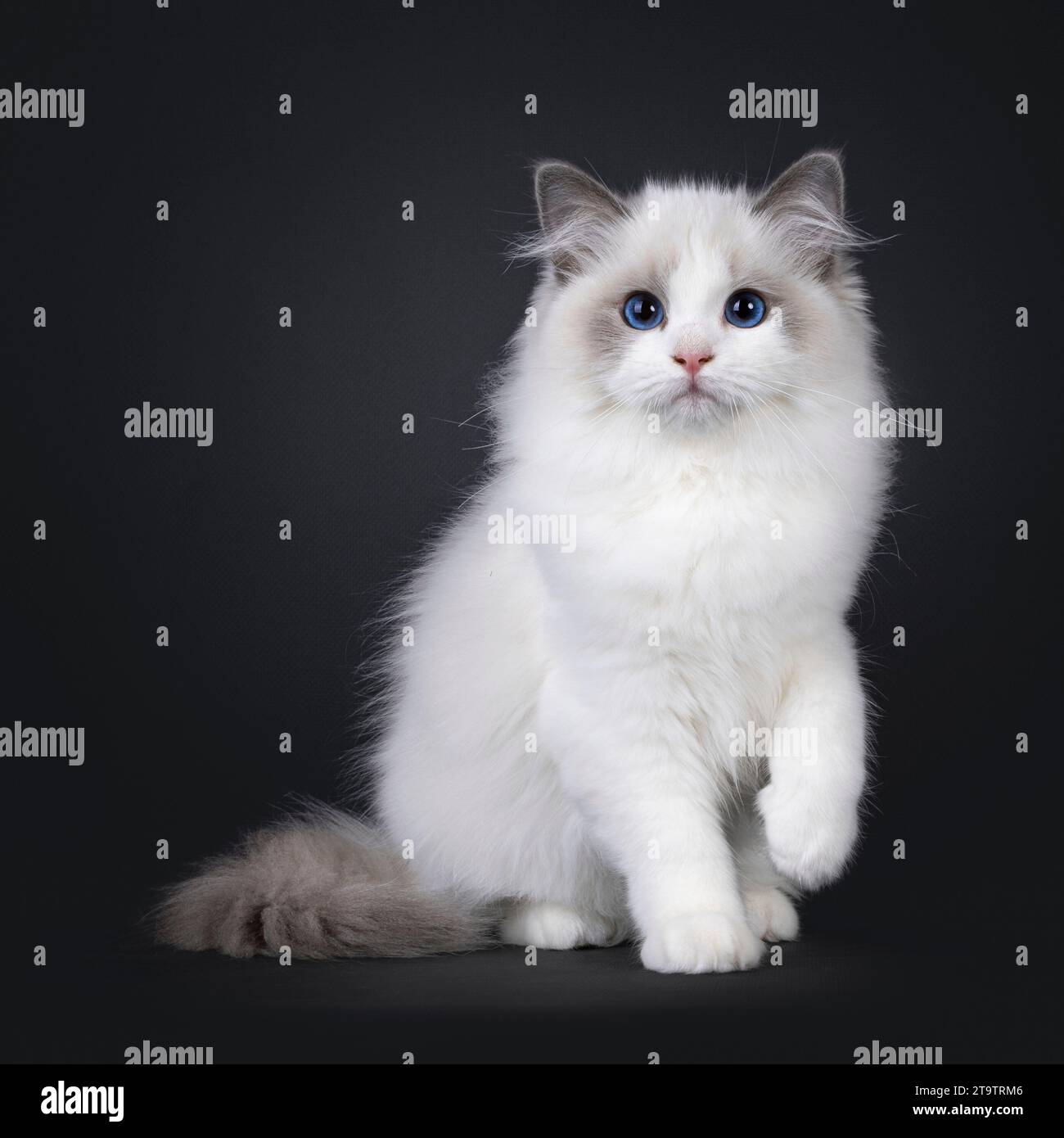 Cute little blue bicolour Ragdoll cat kitten, sitting up facing front ...