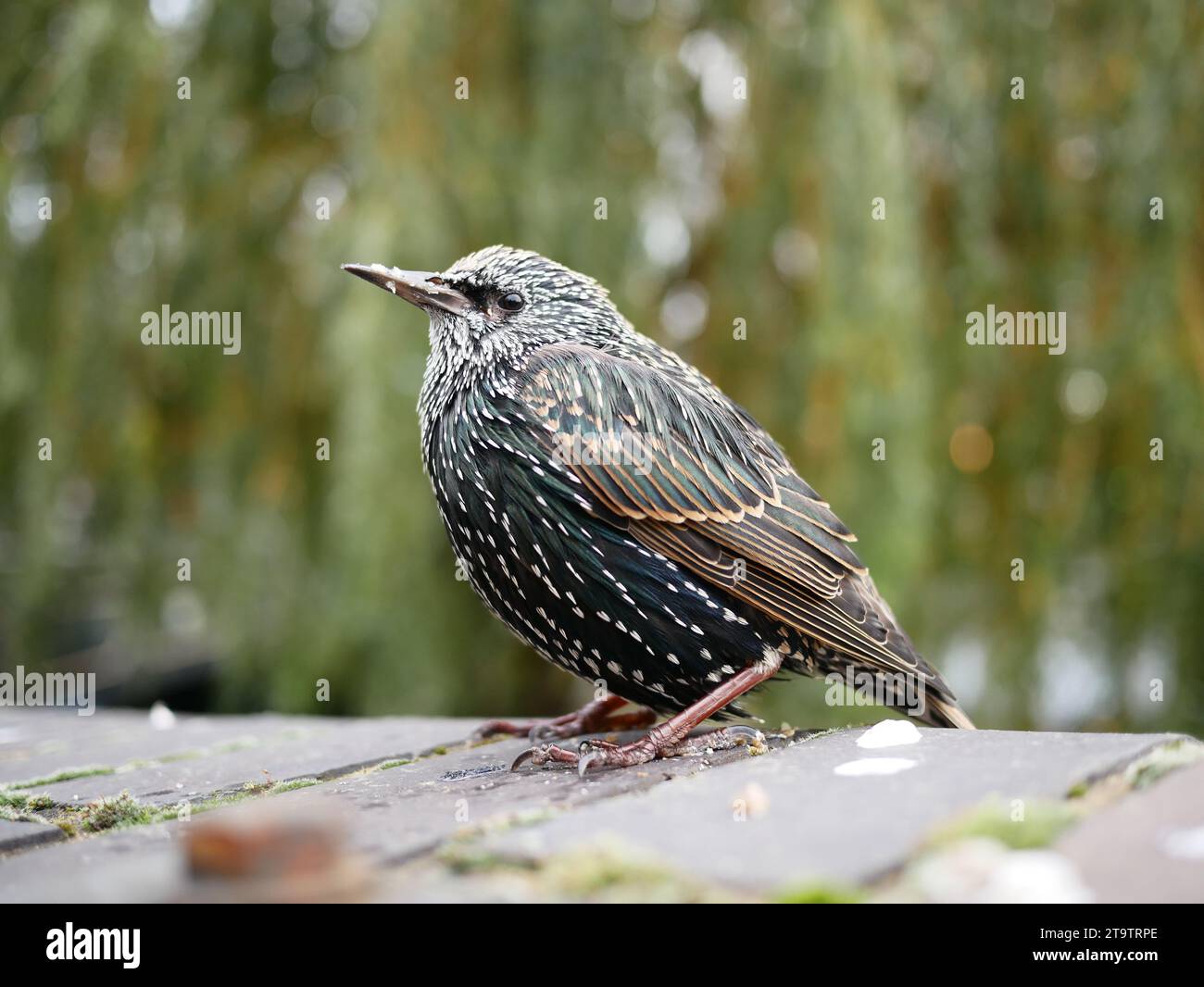 A common starling (Sturnus vulgaris), the European starling in North ...
