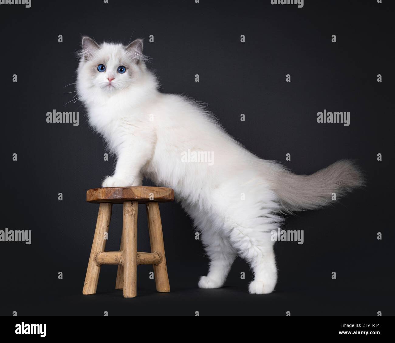 Cute little blue bicolour Ragdoll cat kitten, standing stretched side ...