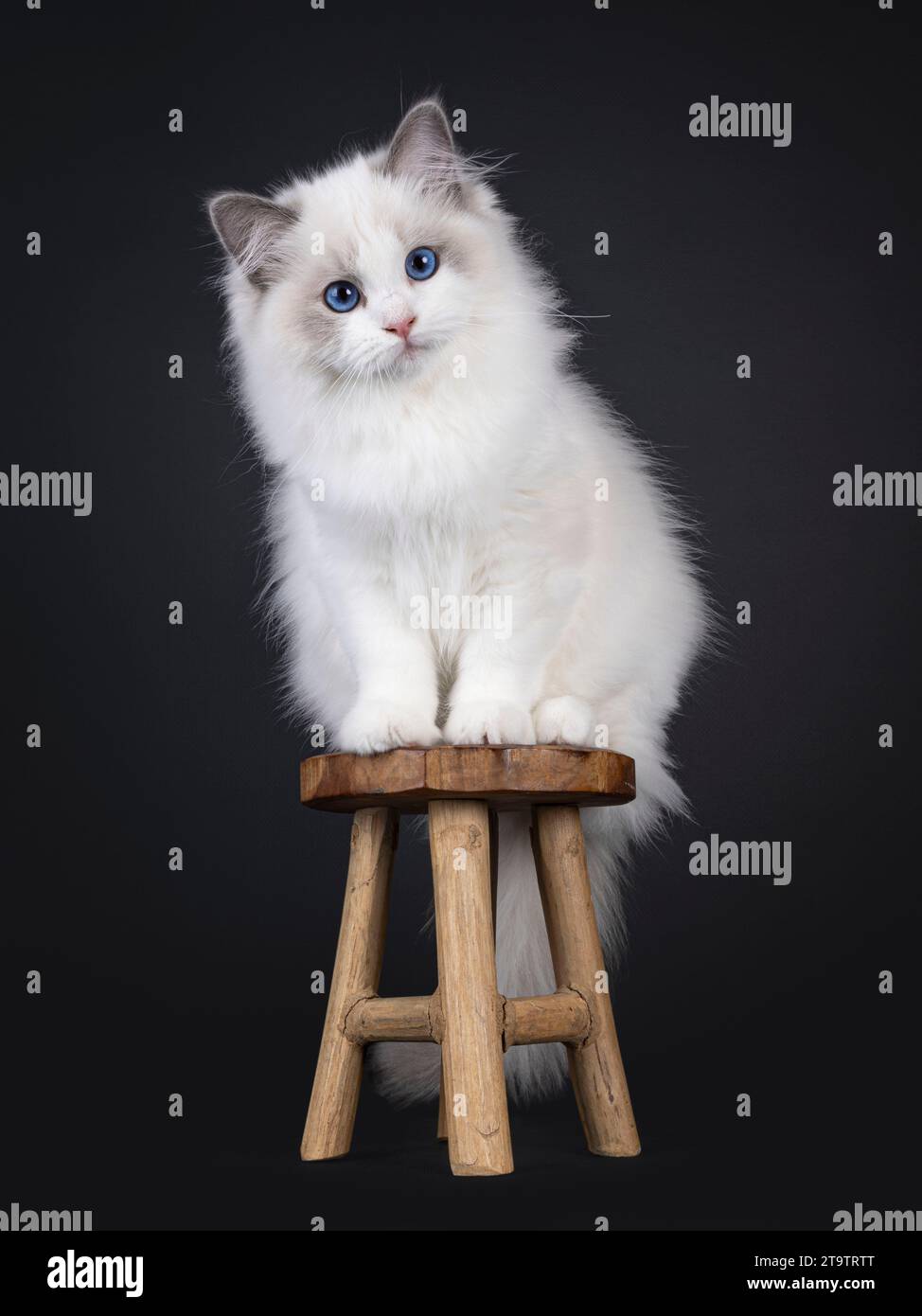 Cute little blue bicolour Ragdoll cat kitten, sitting facing front on ...