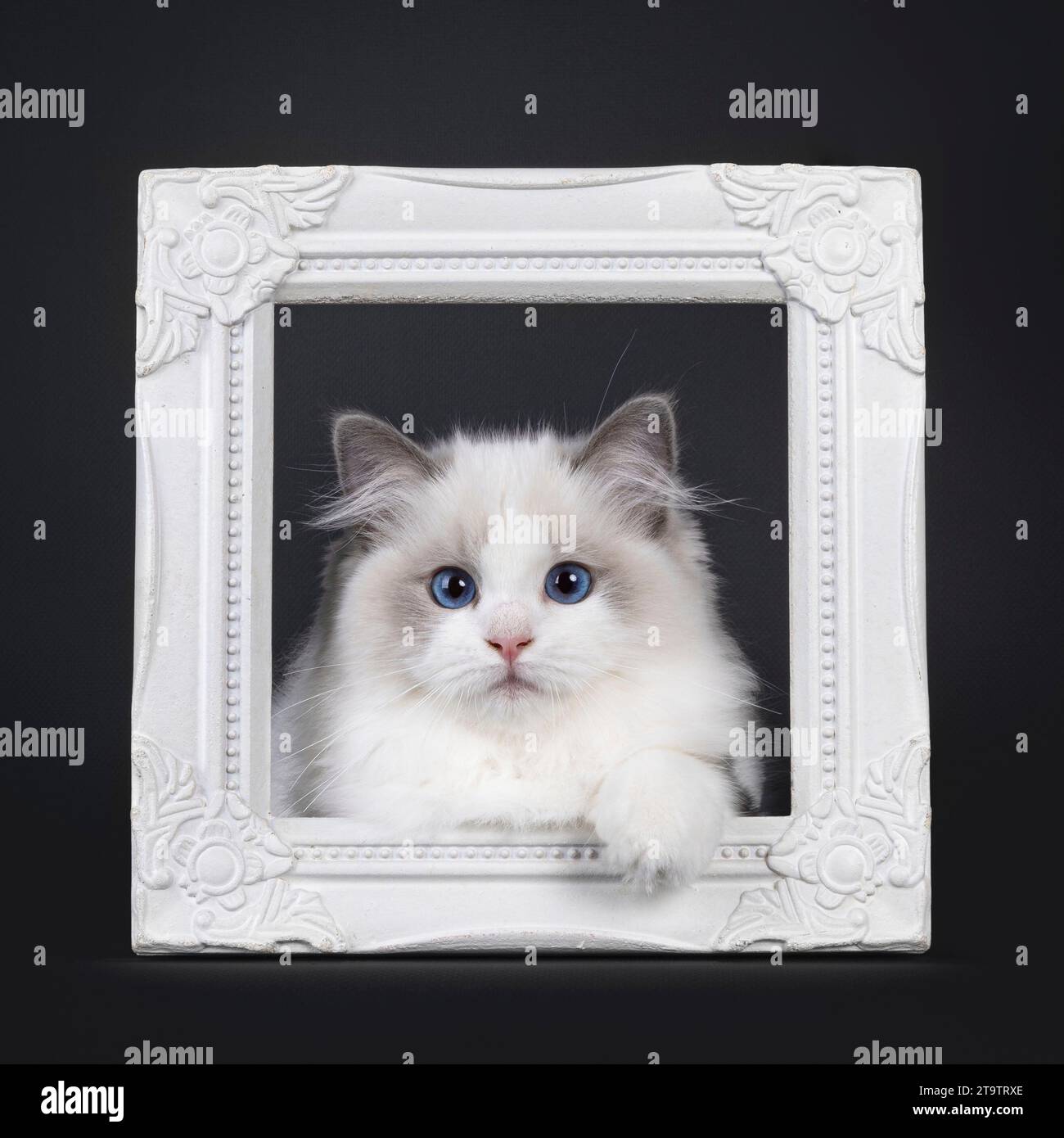 Cute little blue bicolour Ragdoll cat kitten, laying through white ...