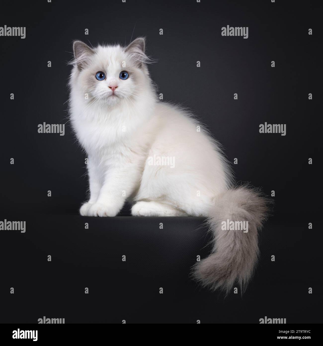 Cute little blue bicolour Ragdoll cat kitten, sitting side ways on edge ...