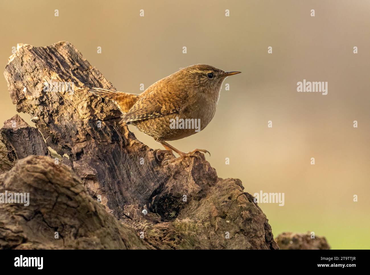 Beautiful little wren blending into the tree bark in the woodland Stock ...