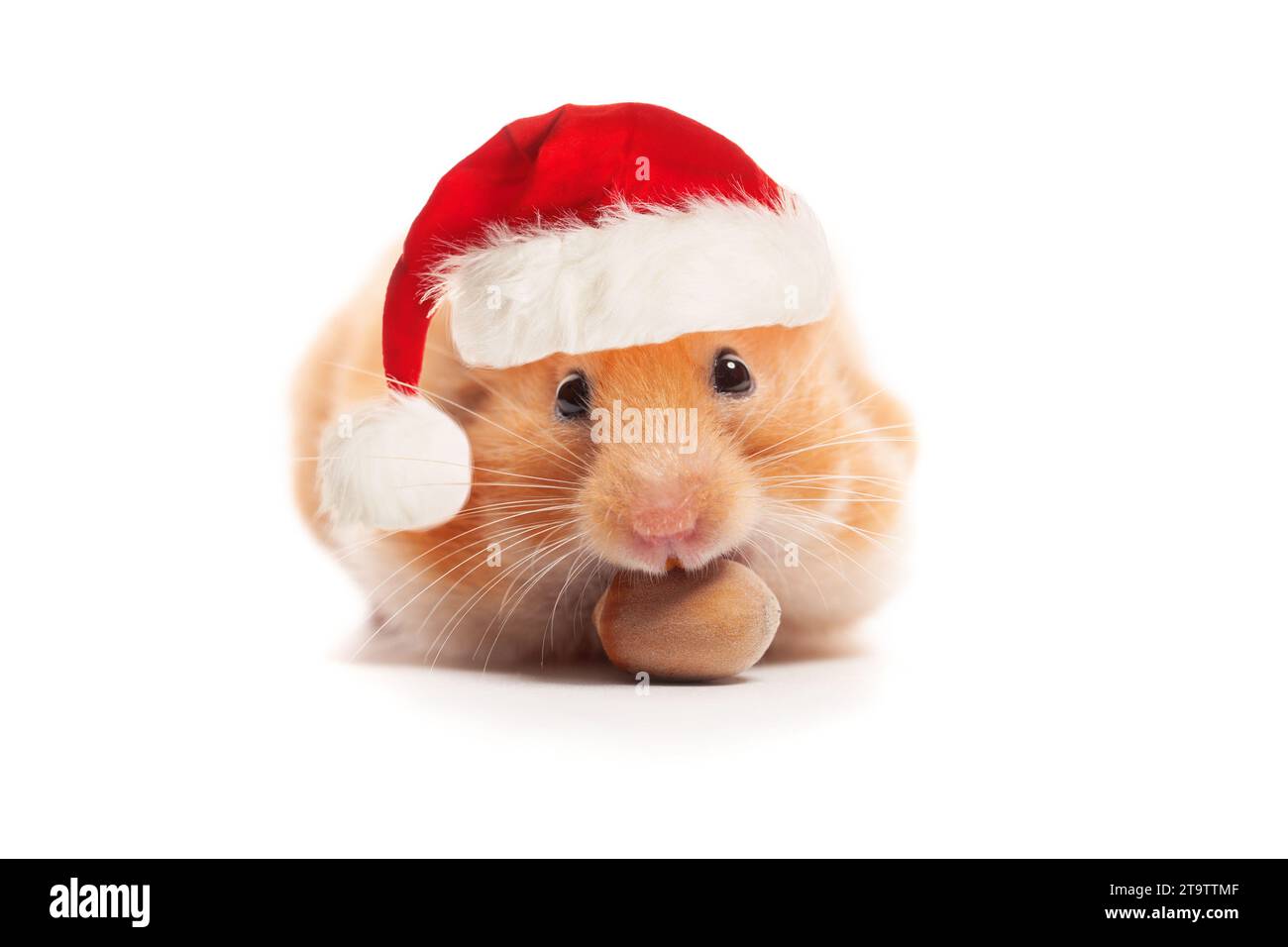 Christmas pet. Golden Hamster in red Santa hat isolated on white ...