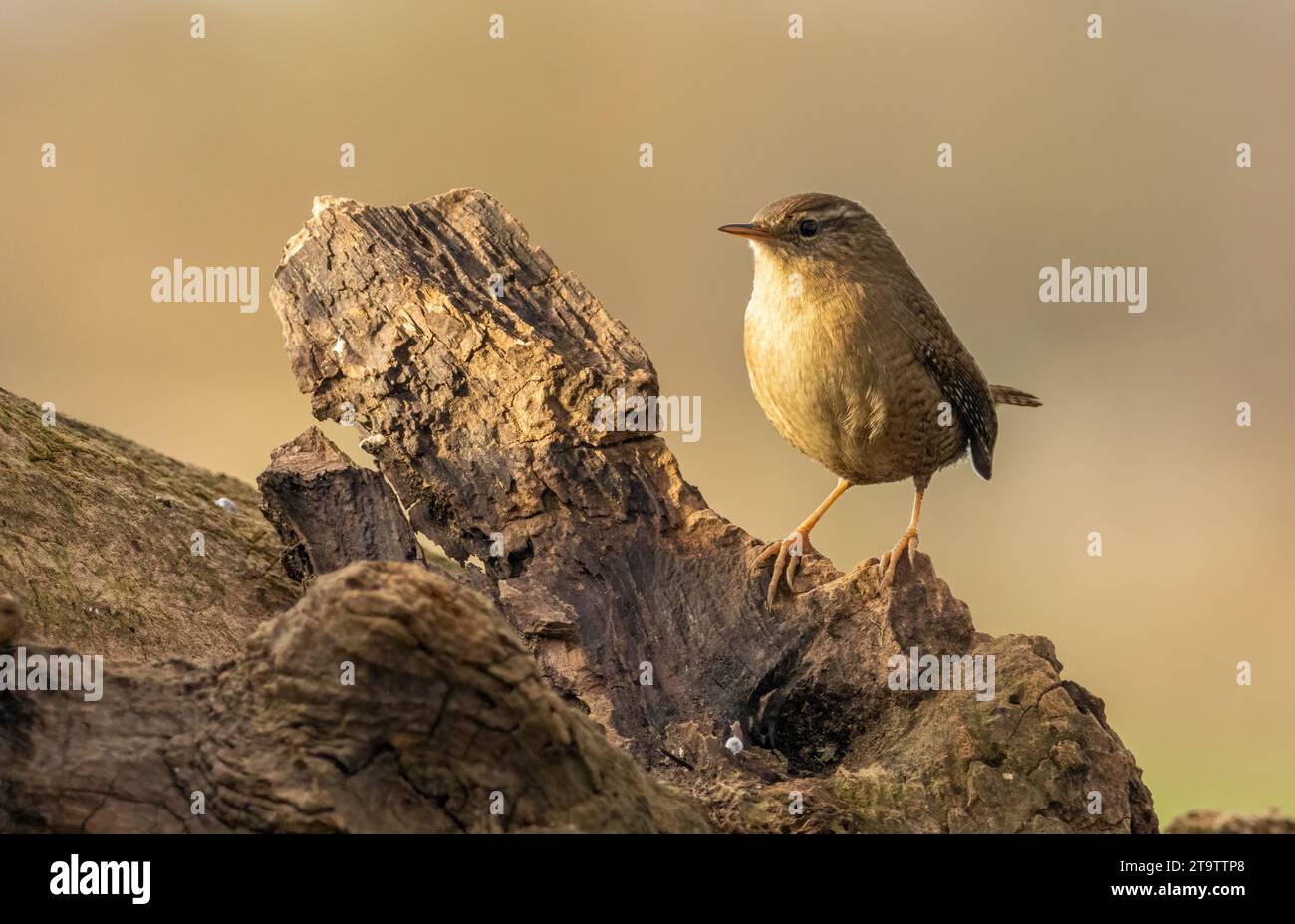 Beautiful little wren blending into the tree bark in the woodland Stock ...