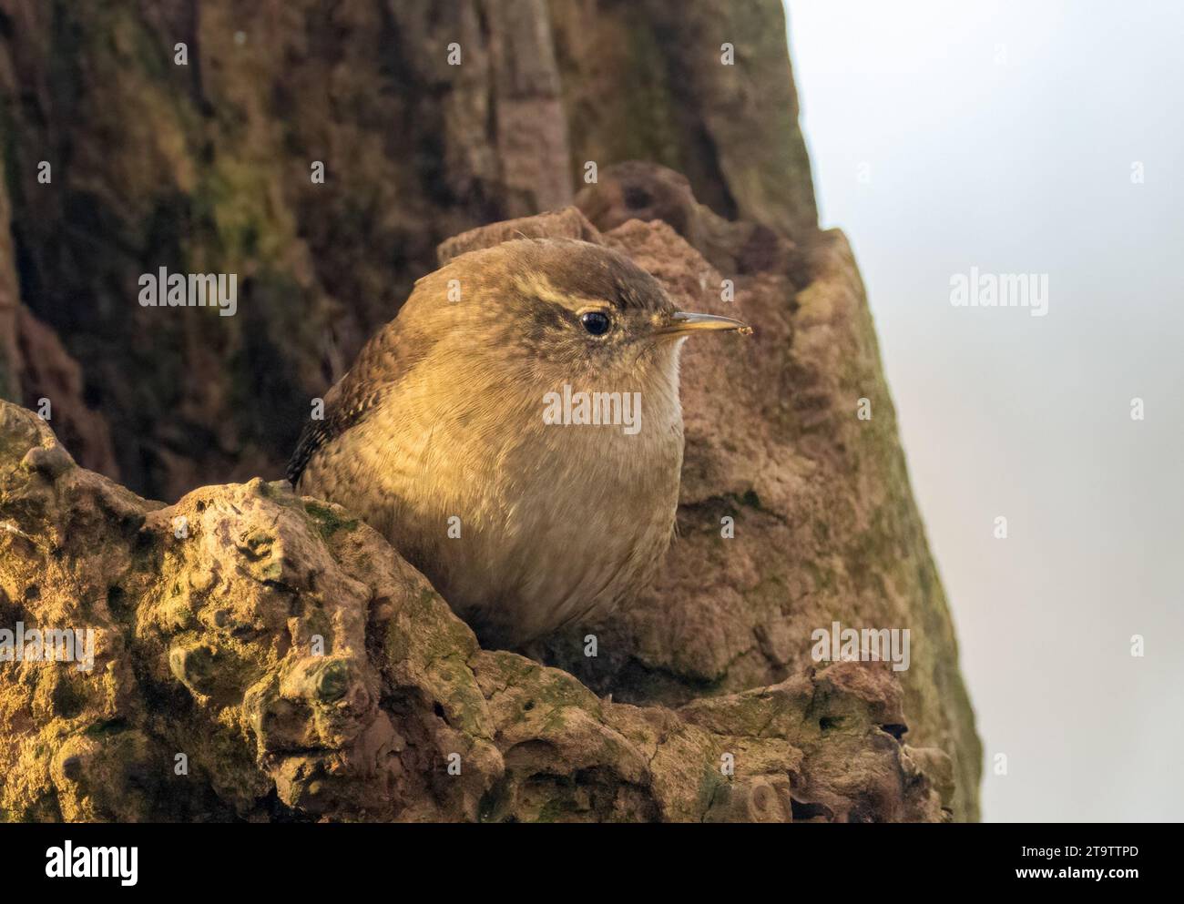 Beautiful little wren blending into the tree bark in the woodland Stock ...