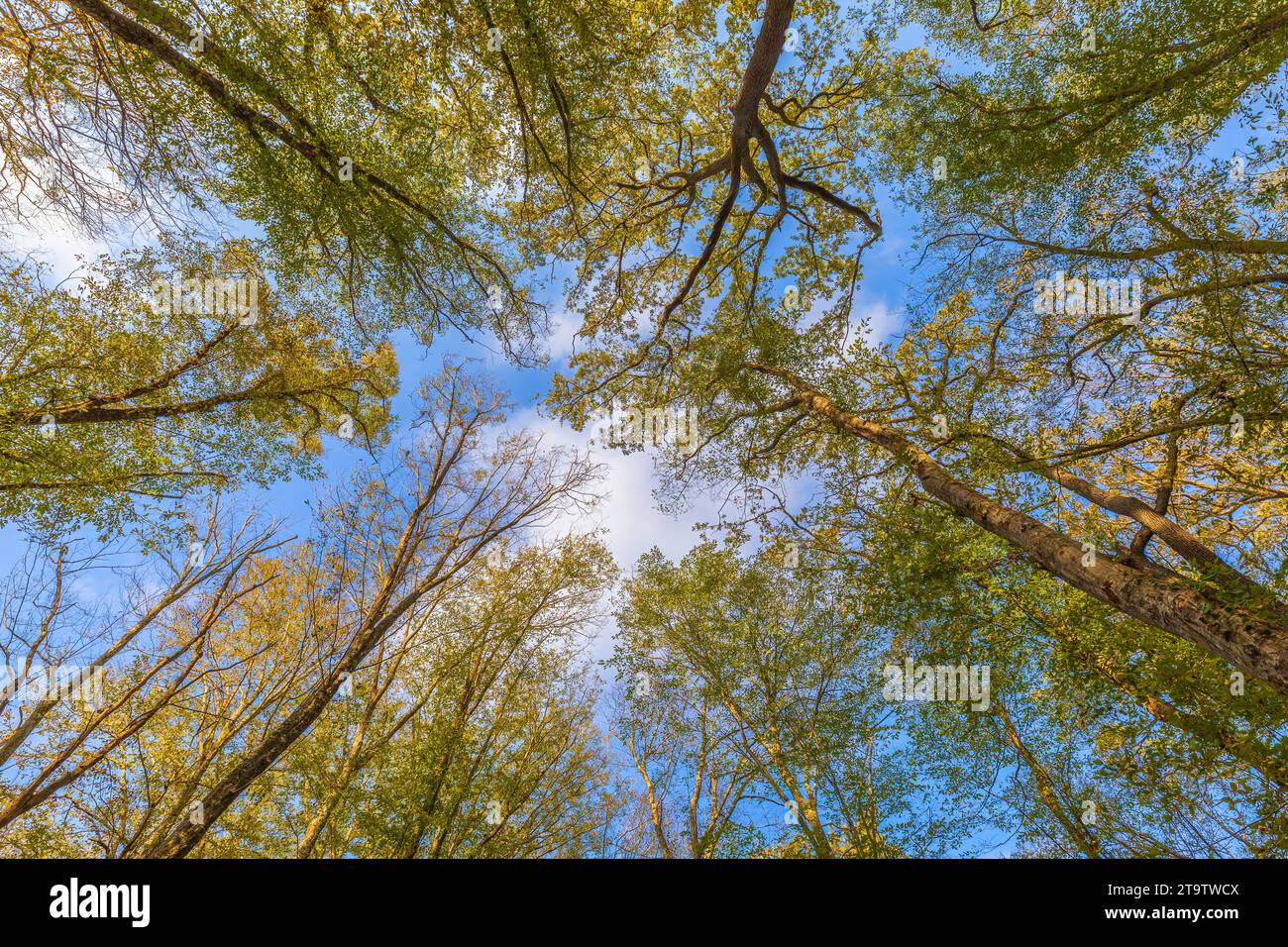 Golden tree crown canopy in autumn hi-res stock photography and images ...