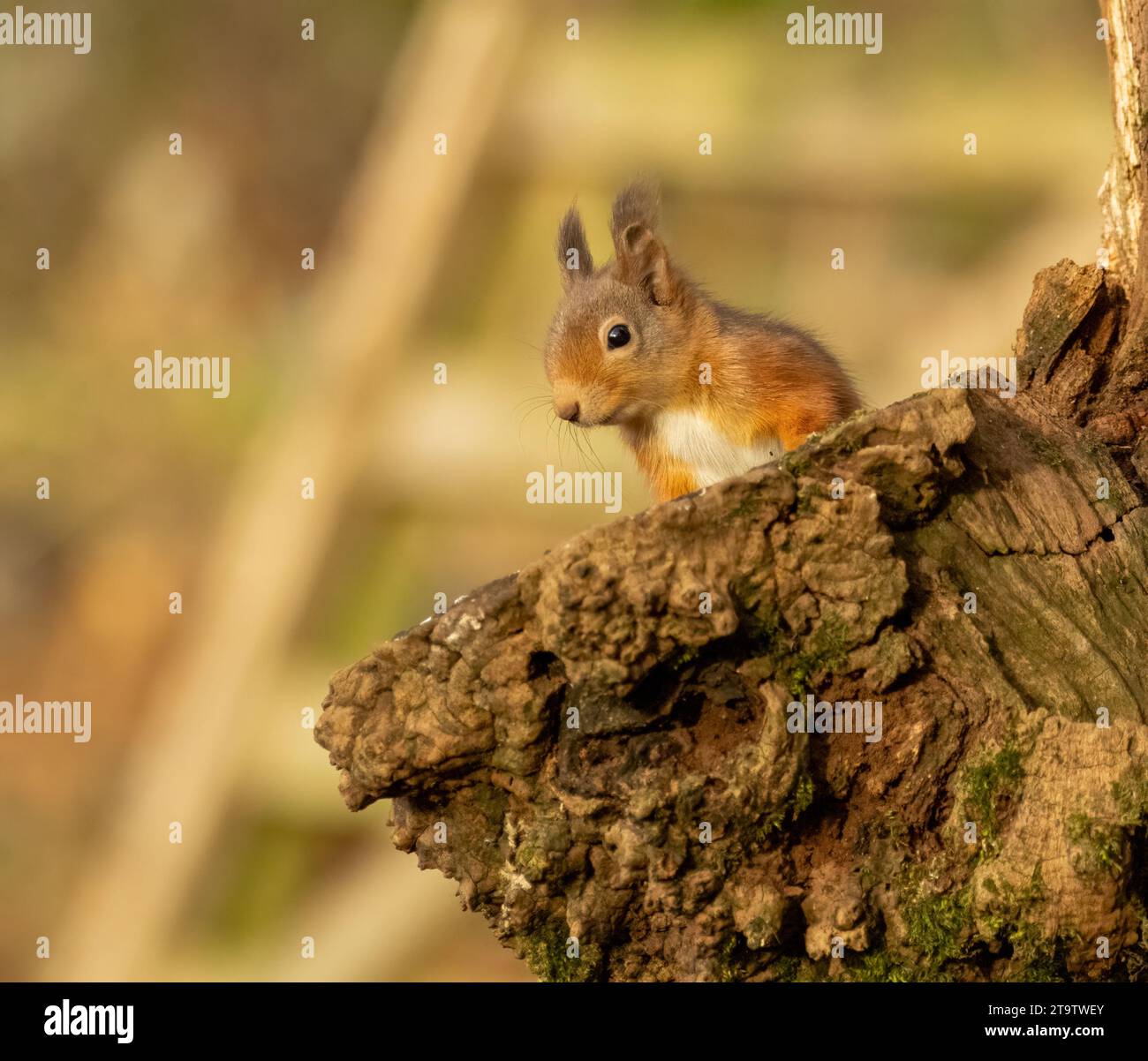 Cute little red squirrel in the scottish woodland searching for nuts to ...
