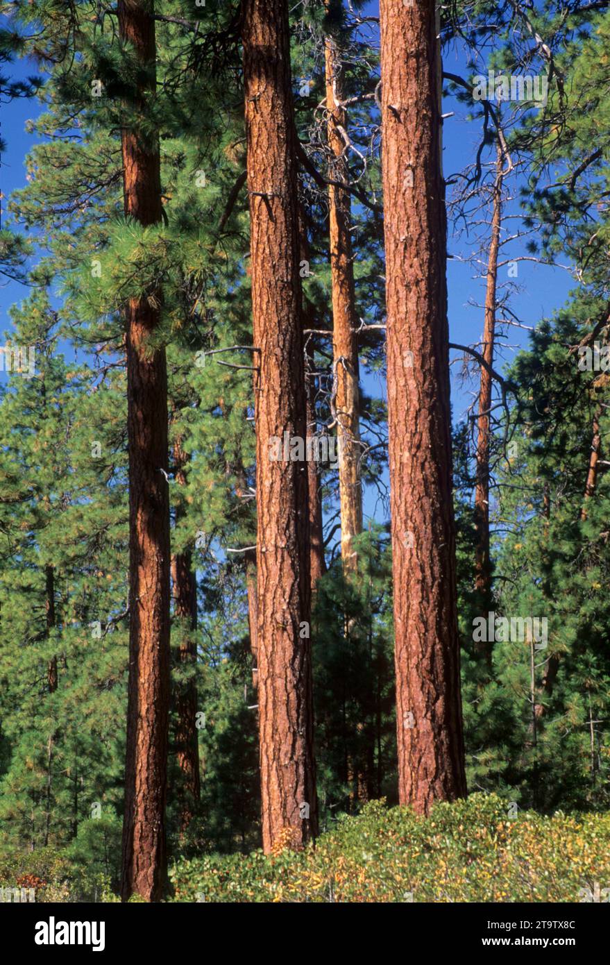 Ponderosa pine (Pinus ponderosa) forest near Camp Sherman, Deschutes ...