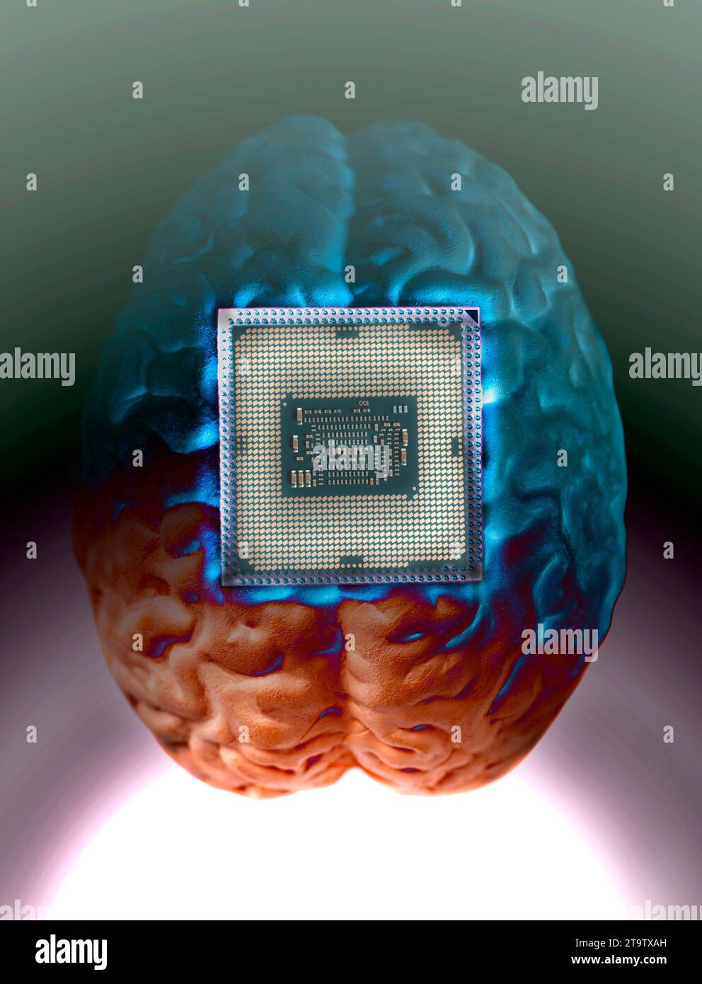 Human brain anatomical model with CPU processor microchip Stock Photo - Alamy