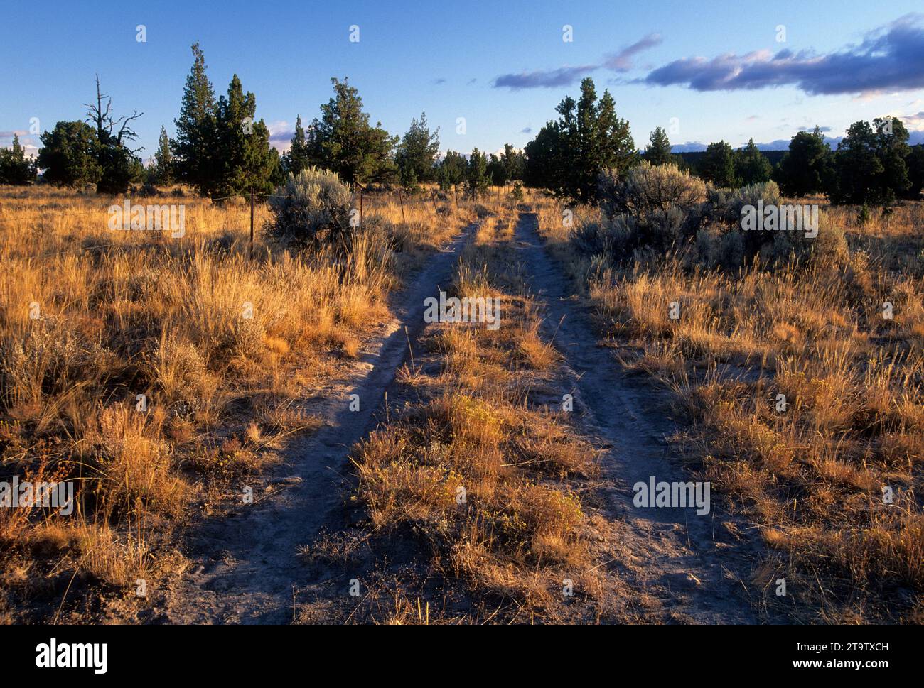 Jeep track through Western juniper (Juniperus occidentalis) grassland ...