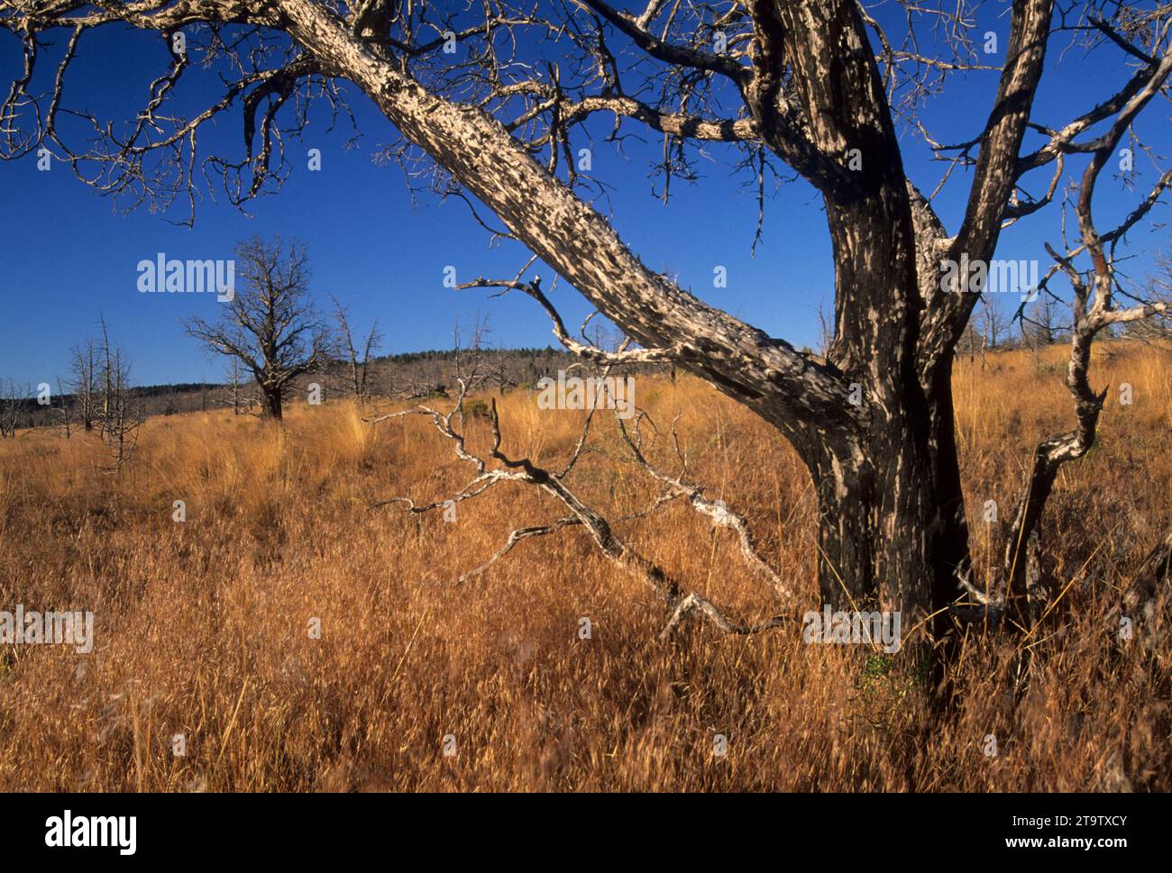 Western juniper (Juniperus occidentalis) snag, Gerry Mountain ...