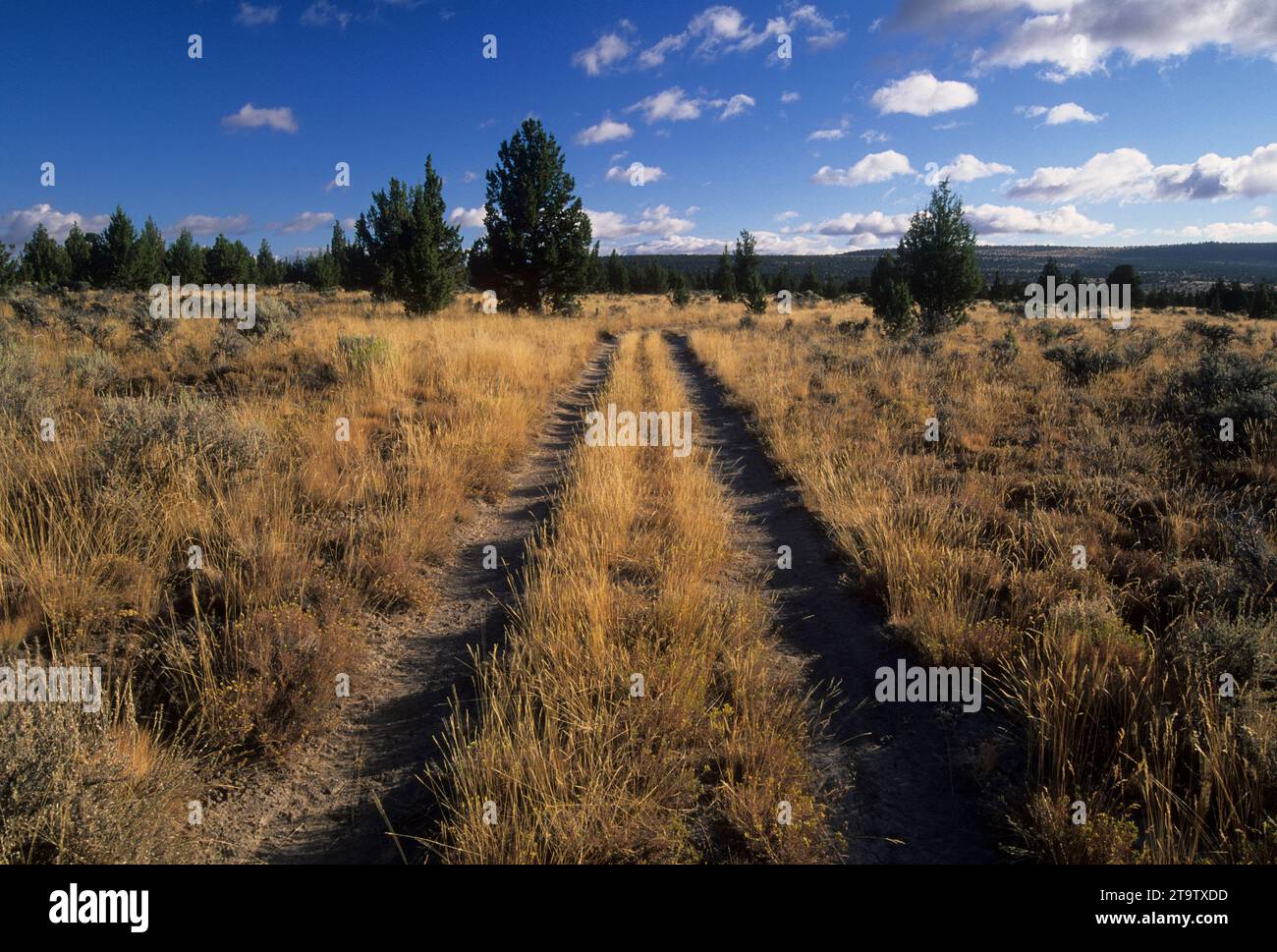 Jeep track through Western juniper (Juniperus occidentalis) grassland ...