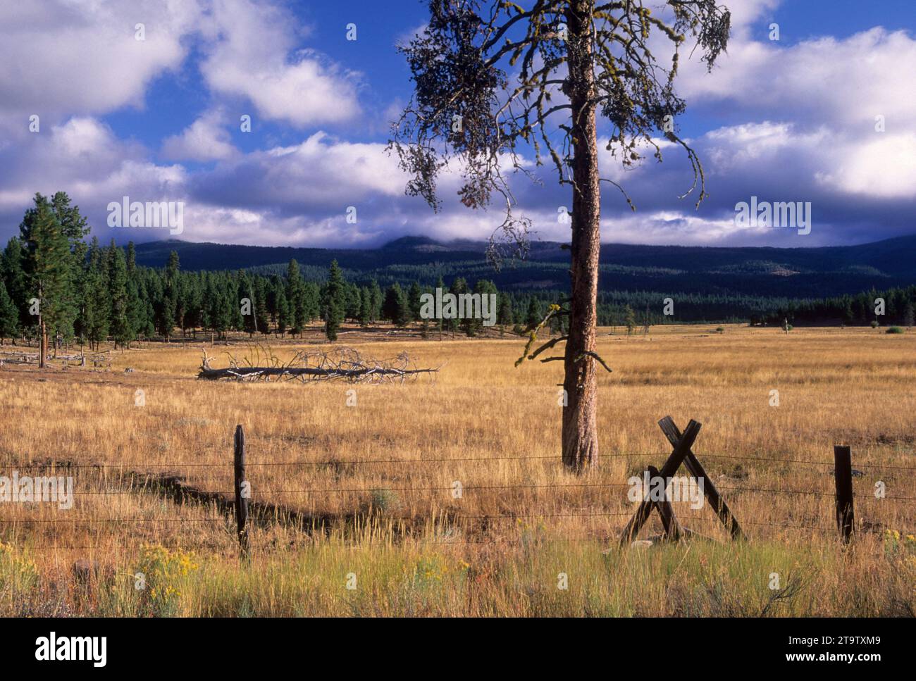 Logan Valley with ranch fence, Malheur National Forest, Oregon Stock ...