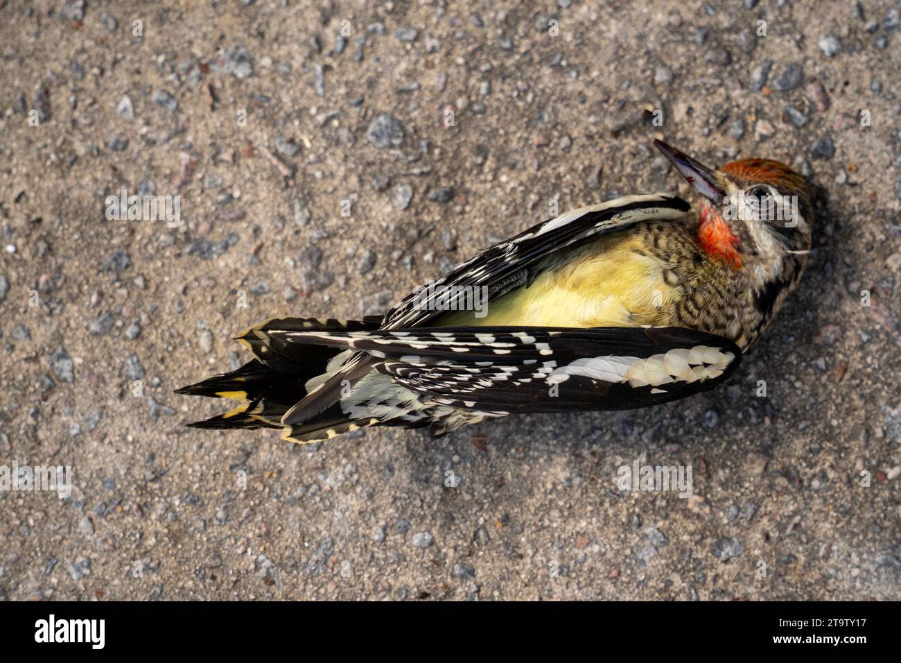 dead yellow bellied sapsucker bird on a street in Savannah Georgia ...